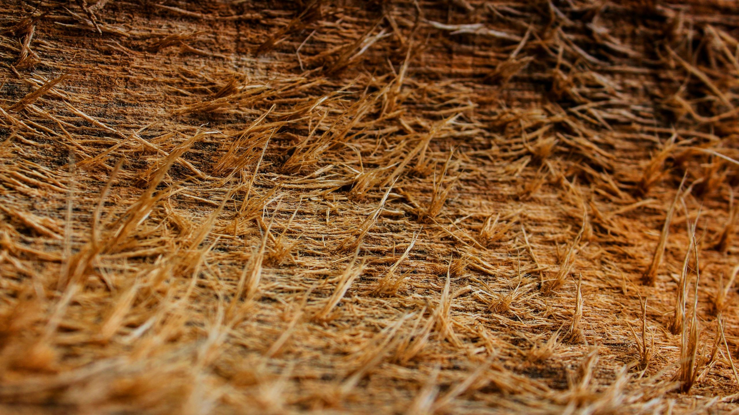 Sabut Kelapa untuk Media Tanam: Hemat, Ramah Lingkungan